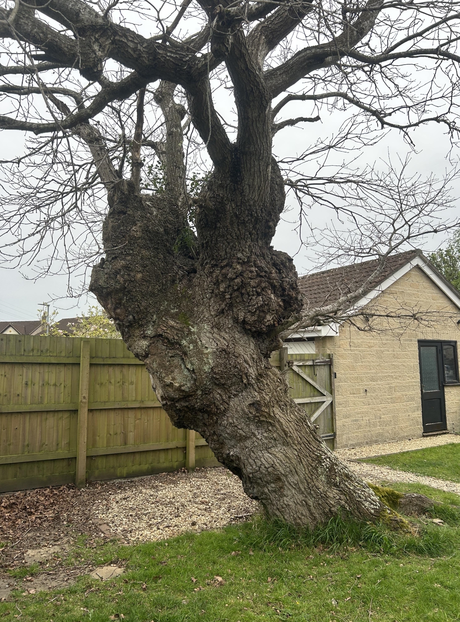 100-year-old Frome oak tree saved from axe despite damage to nearby ...