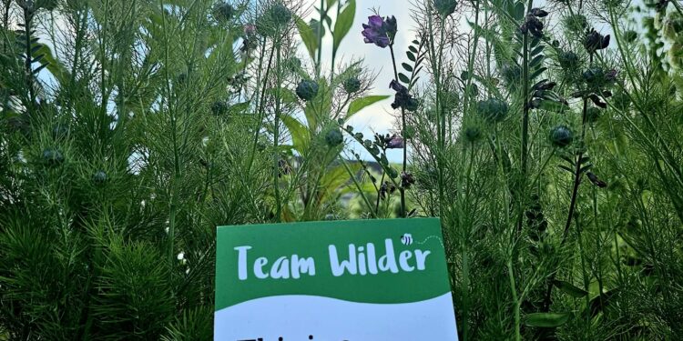 Frome Wild Bunch Column: Wildlife garden - Frome Times